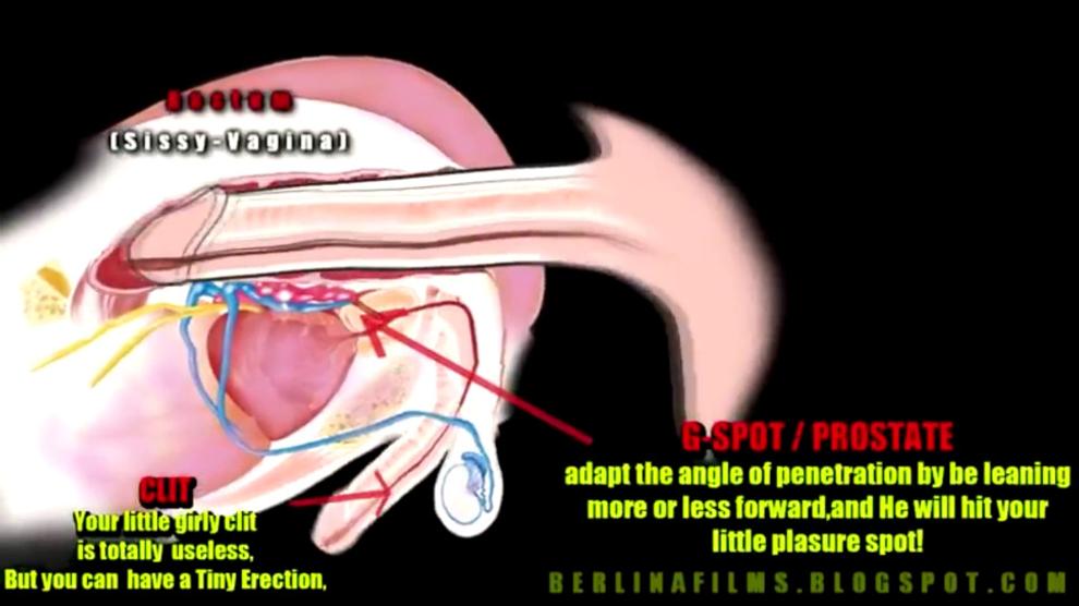 Shemale Anatomy Sissy Anatomy Porn Videos